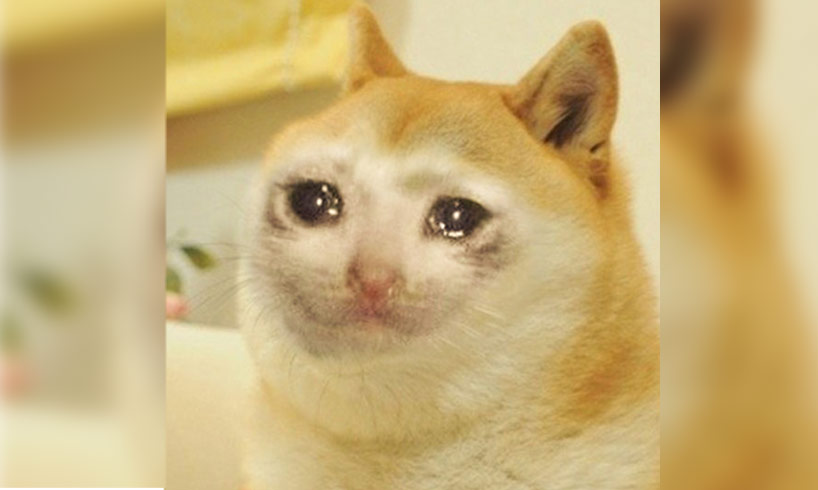 มหาเศรษฐี Dogecoin สูญเงินกว่า 15 ล้านบาท หลังราคาเหรียญร่วง - Siam ...